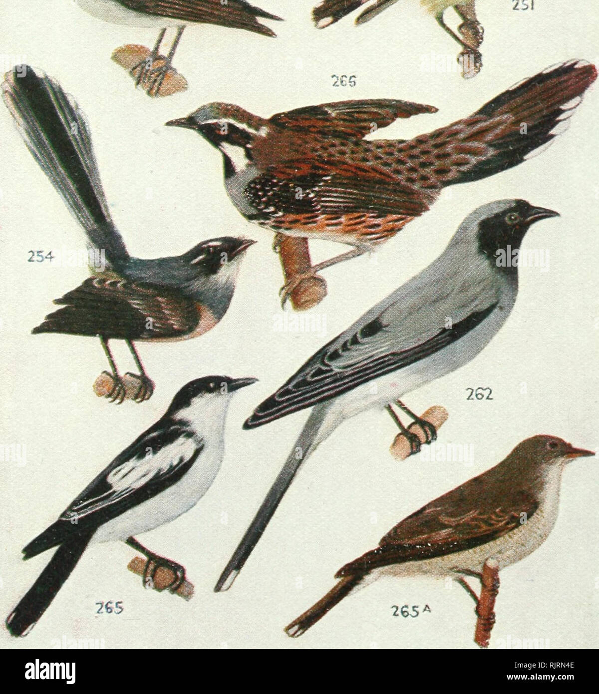 White throated flyeater hi-res stock photography and images - Alamy