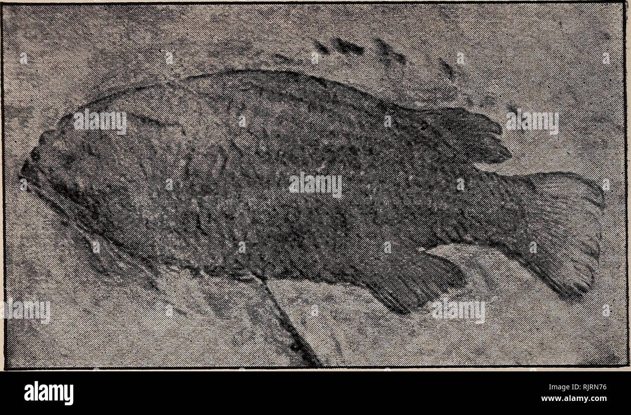 Fossil fish scales hi-res stock photography and images - Alamy