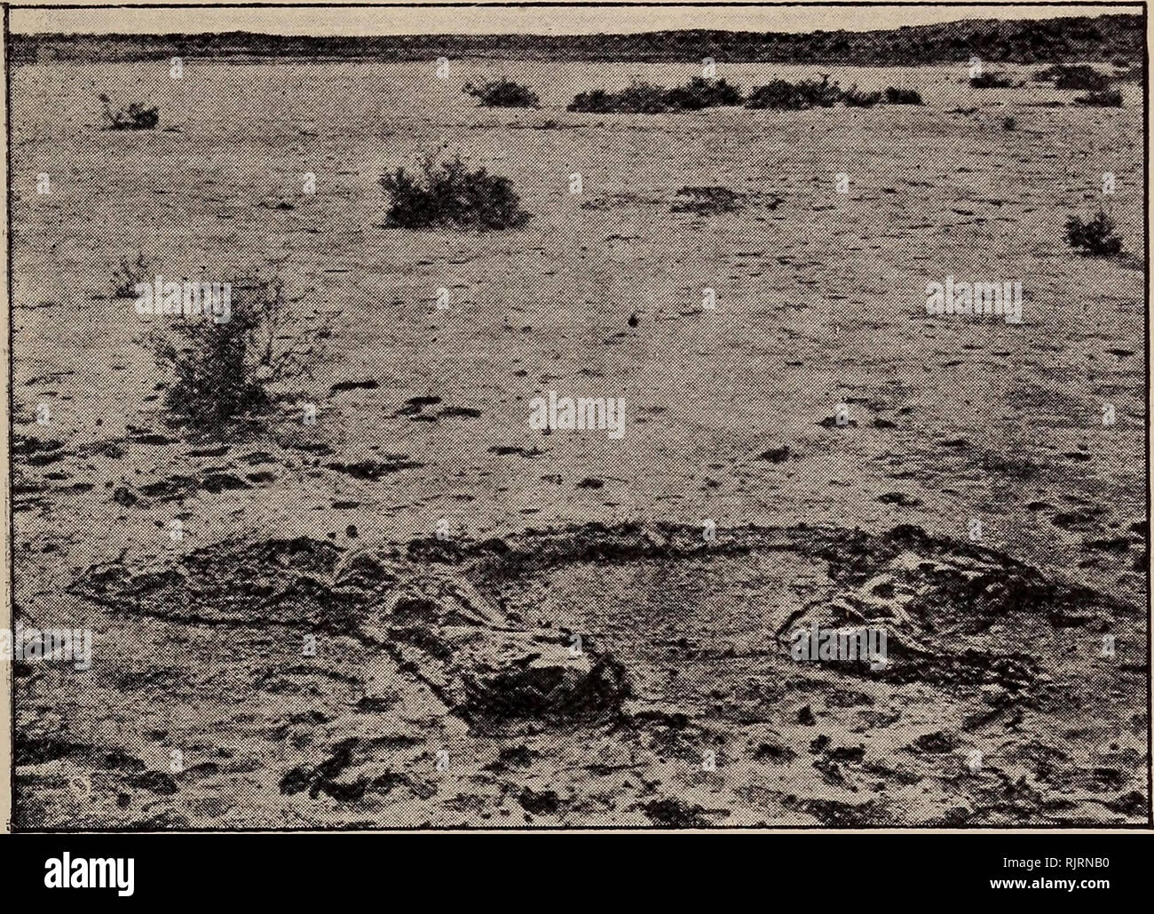 . Australasian fossils, a students' manual of palaeontology ...