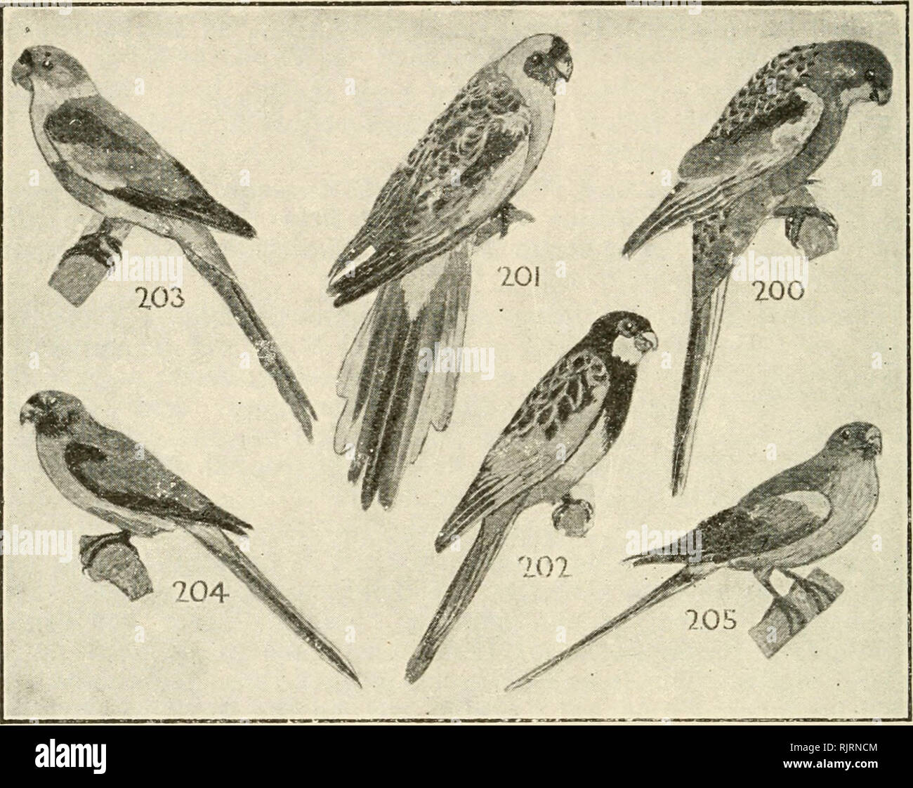 Pennant rosella hi-res stock photography and images - Alamy