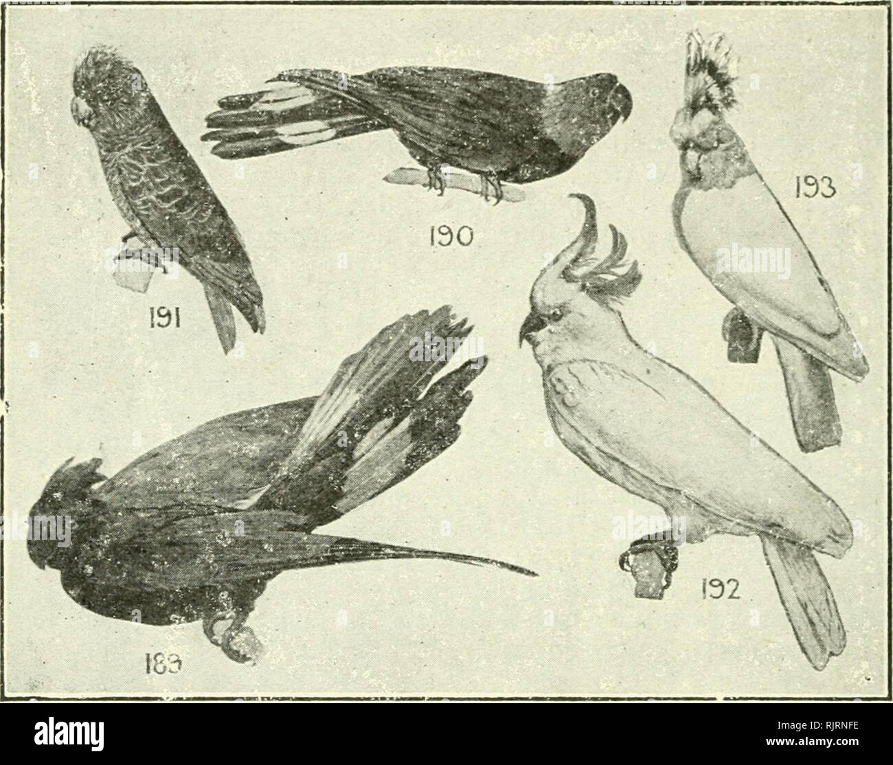 Common black cockatoo hi-res stock photography and images - Alamy