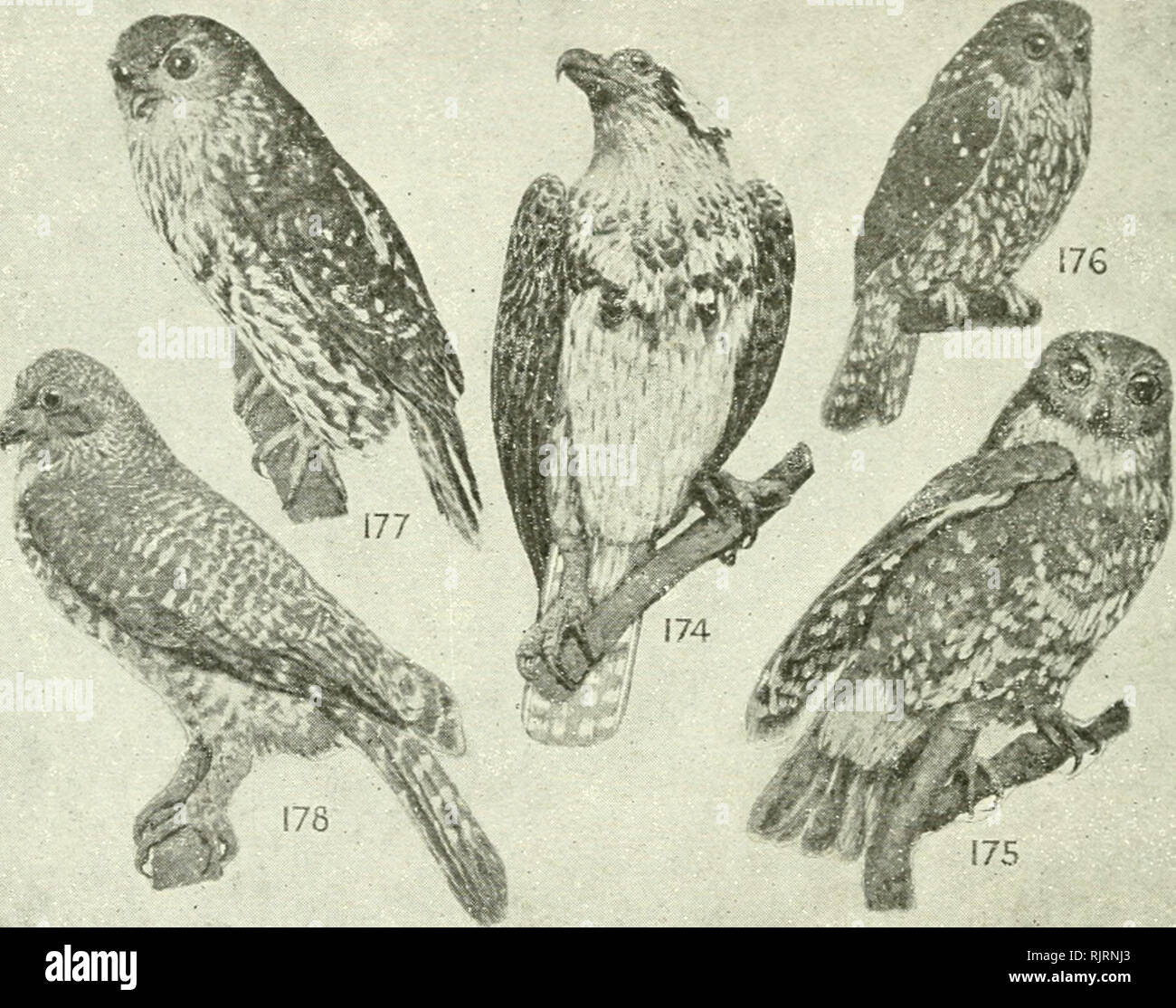 Pandion sp hi-res stock photography and images - Alamy