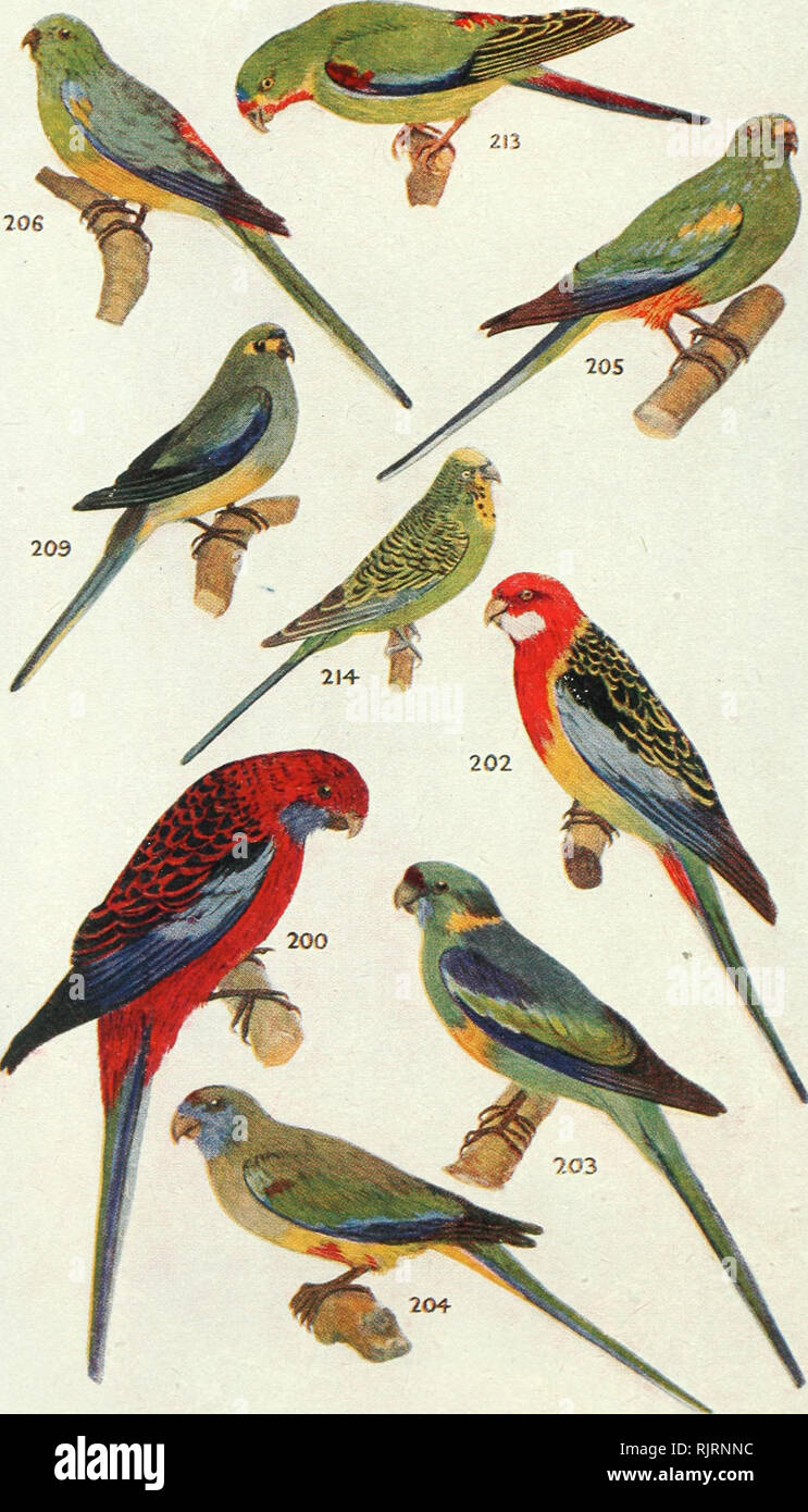 Blue bonnet parrot hi-res stock photography and images - Alamy