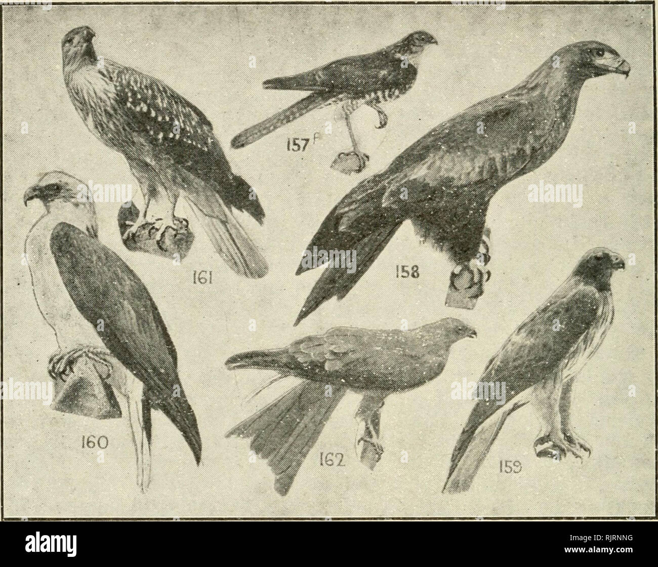 . An Australian bird book : a pocket book for field use. Birds ...