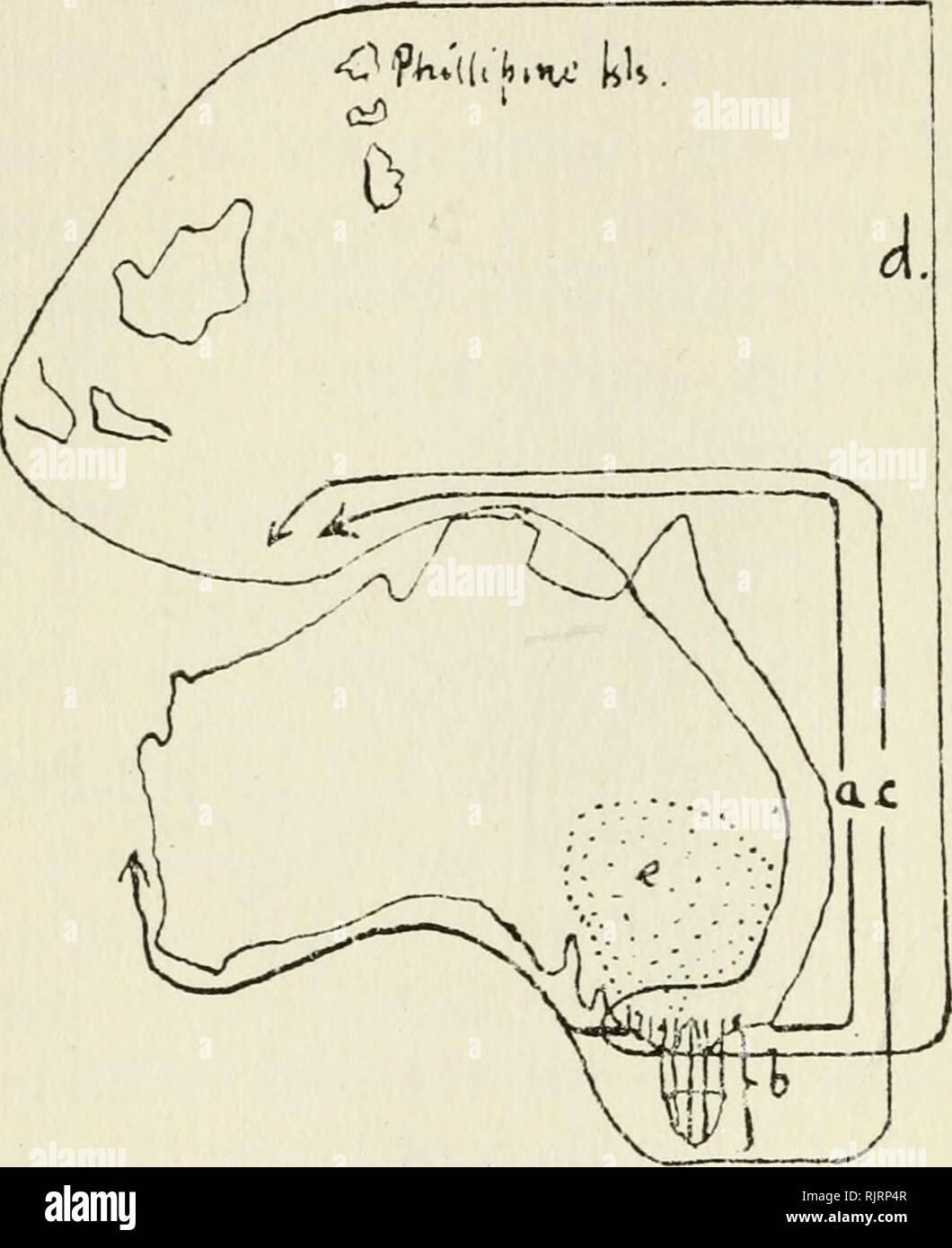 King quail australia hi-res stock photography and images - Alamy