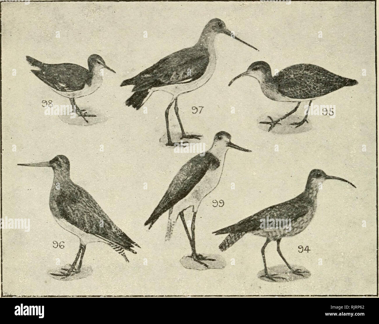 Australian river shellfish hi-res stock photography and images - Alamy