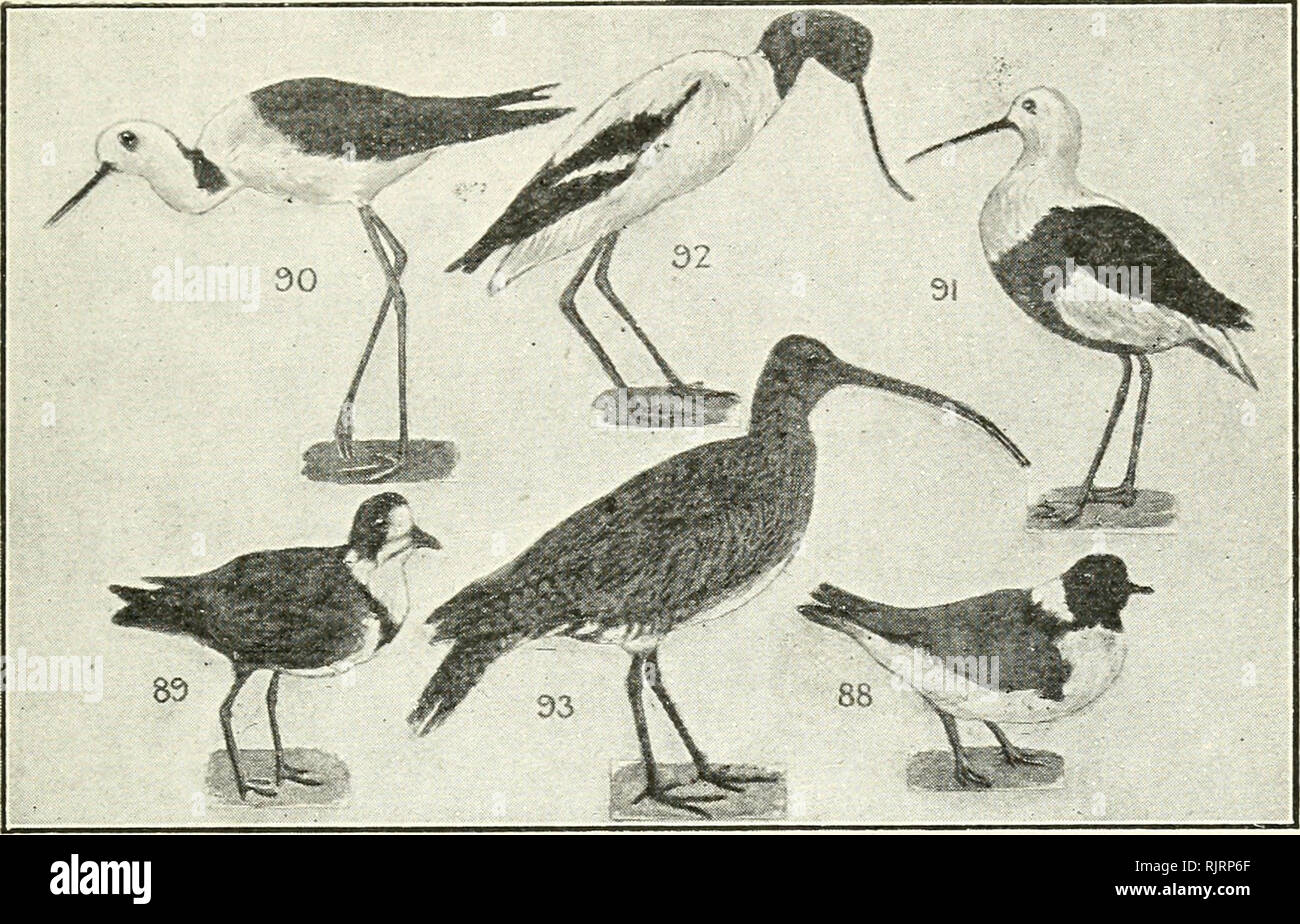 Rook identification hi-res stock photography and images - Alamy