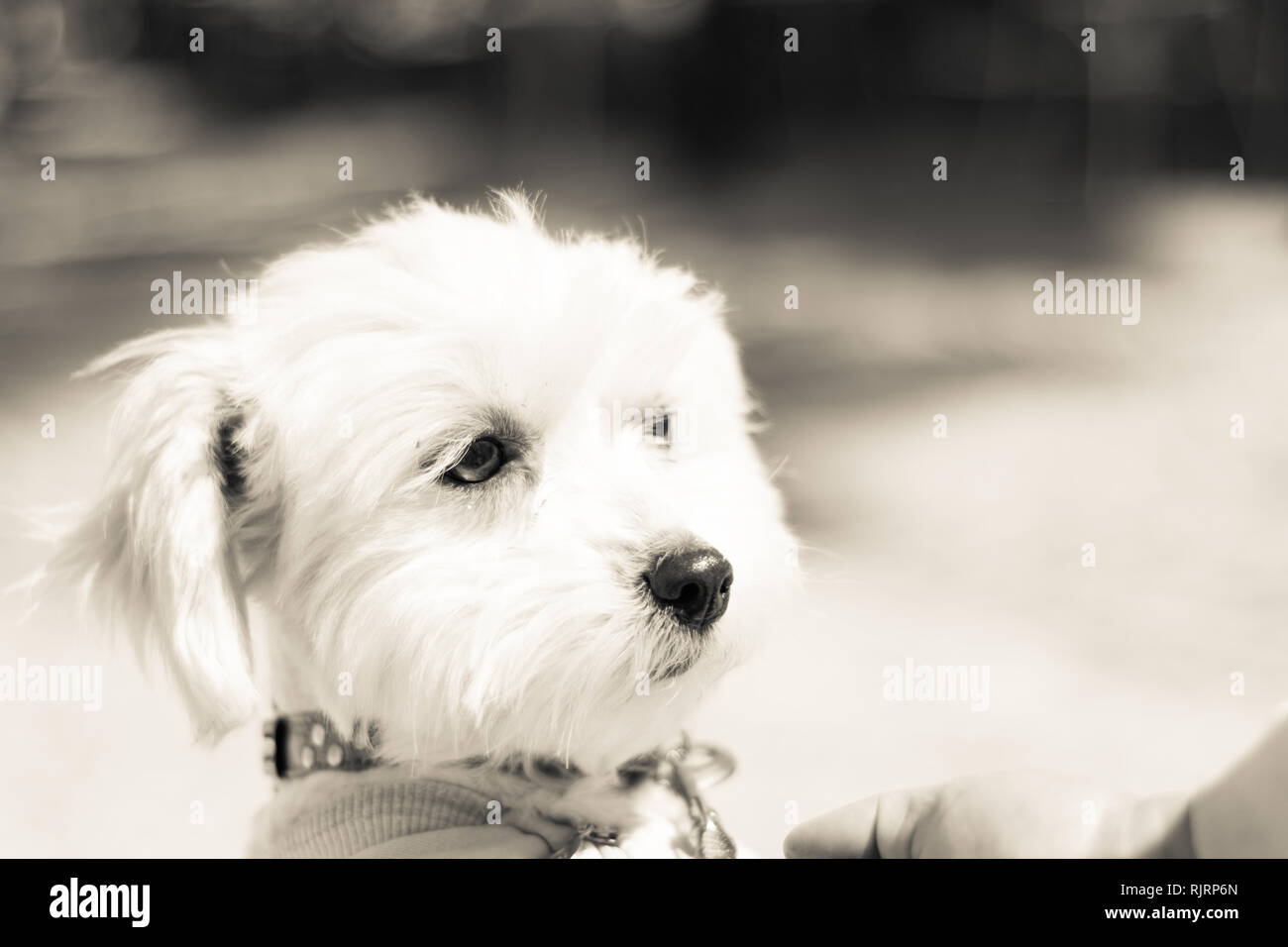 Cute maltese puppy dog cute maltese puppy adorable beautiful adorable ...