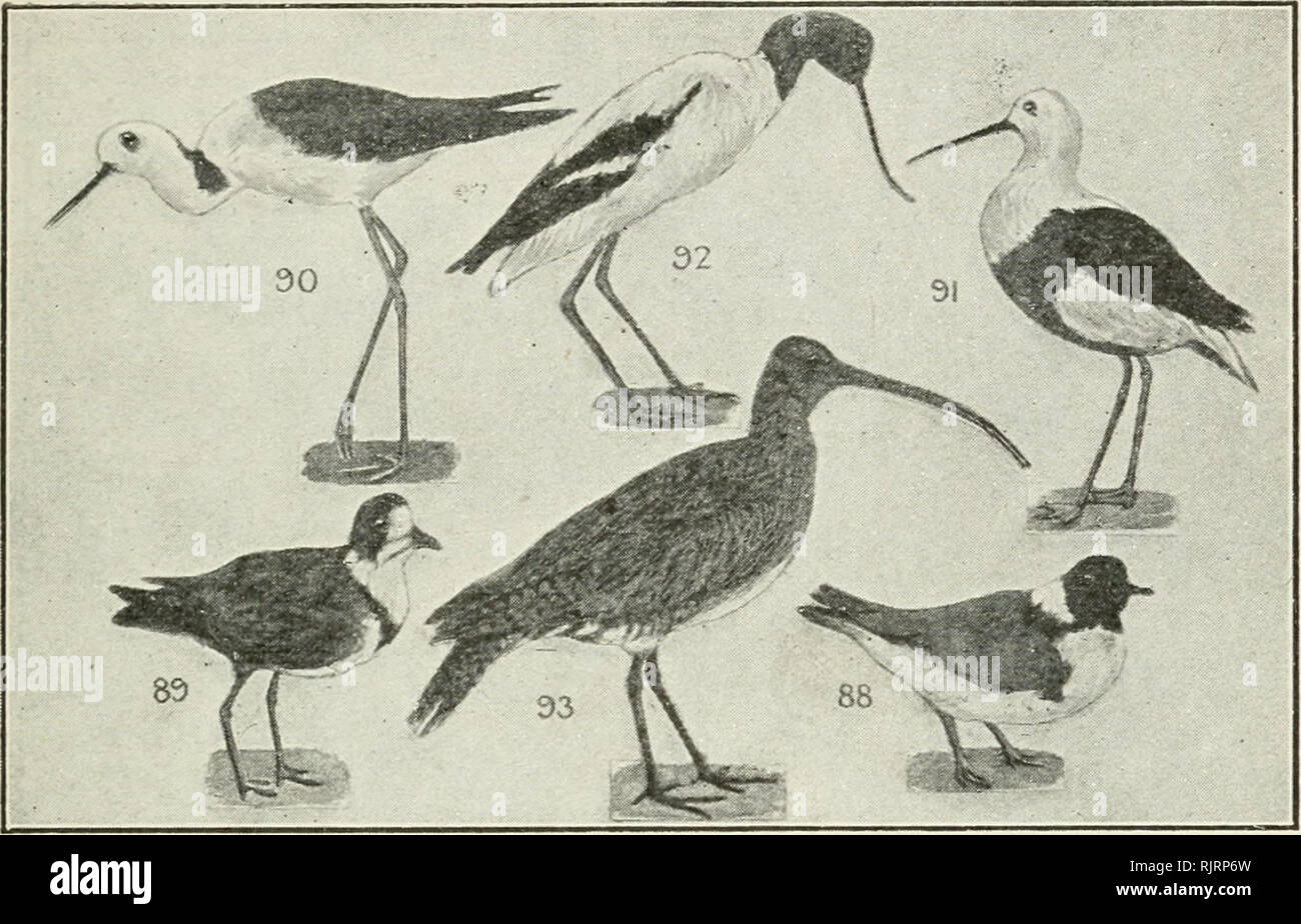 . An Australian bird book : a pocket book for field use. Birds ...