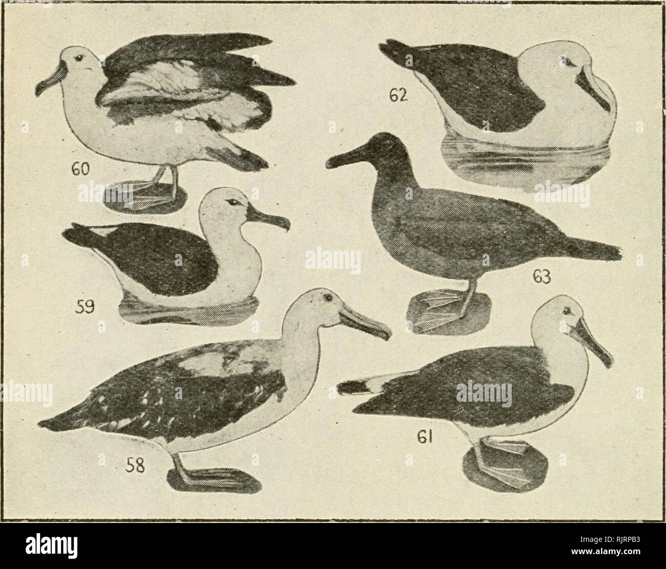 Mutton birds australia hi-res stock photography and images - Alamy