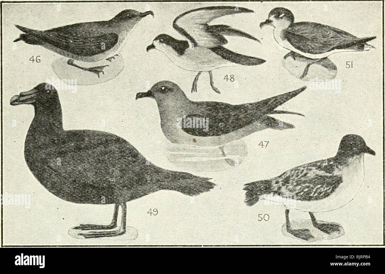 White headed petrel white headed petrel hi-res stock photography and ...