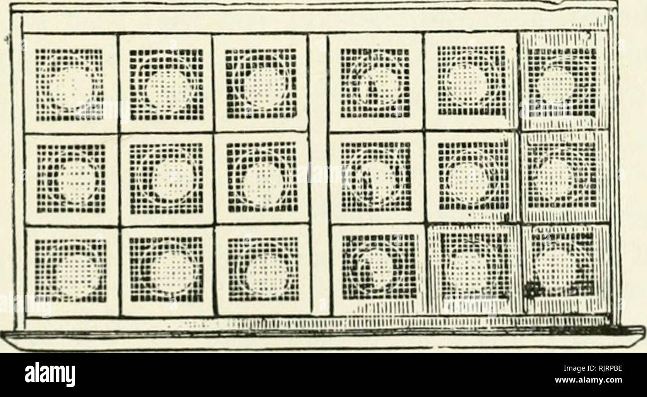 Emergency queen cell hi-res stock photography and images - Alamy