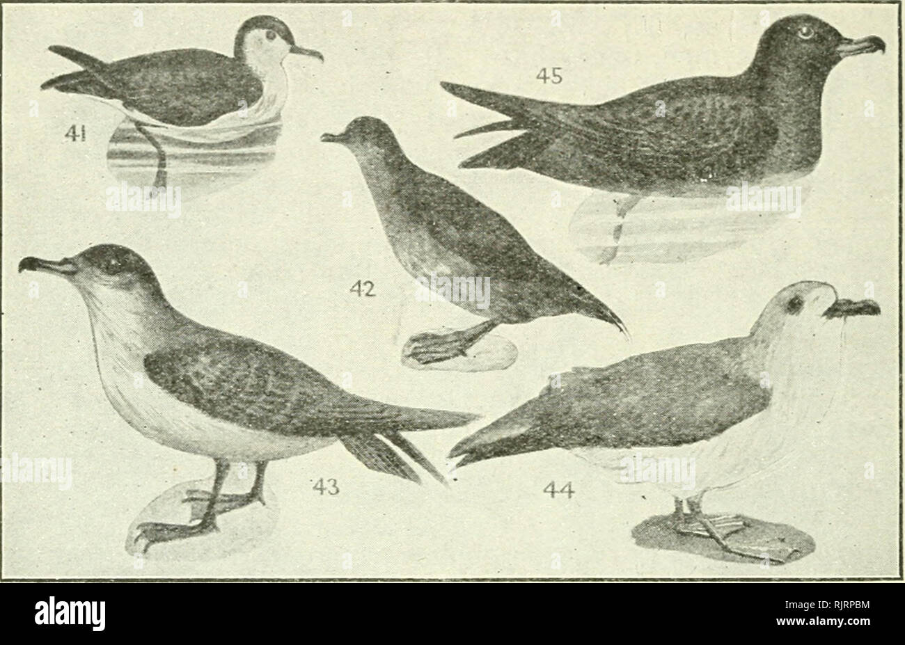 Mutton bird sooty shearwater hi-res stock photography and images - Alamy