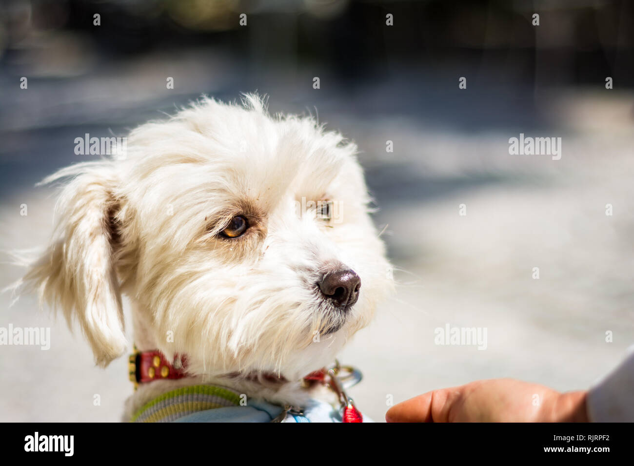 Portrait of a cute white long-haired Maltese Stock Photo - Alamy