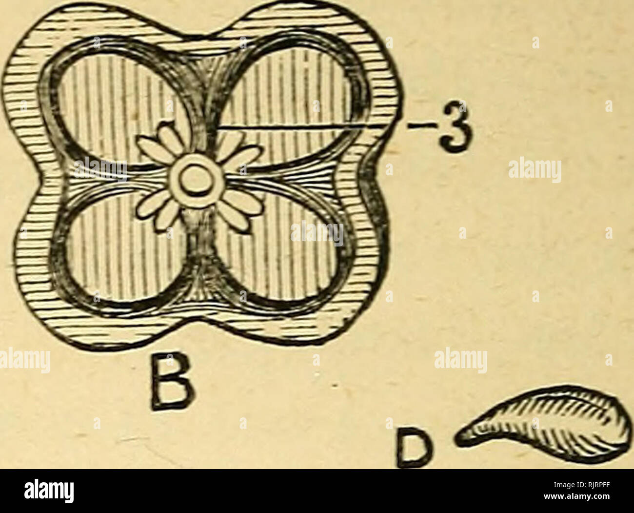 . Australian botany, specially designed for the use of schools. Botany ...