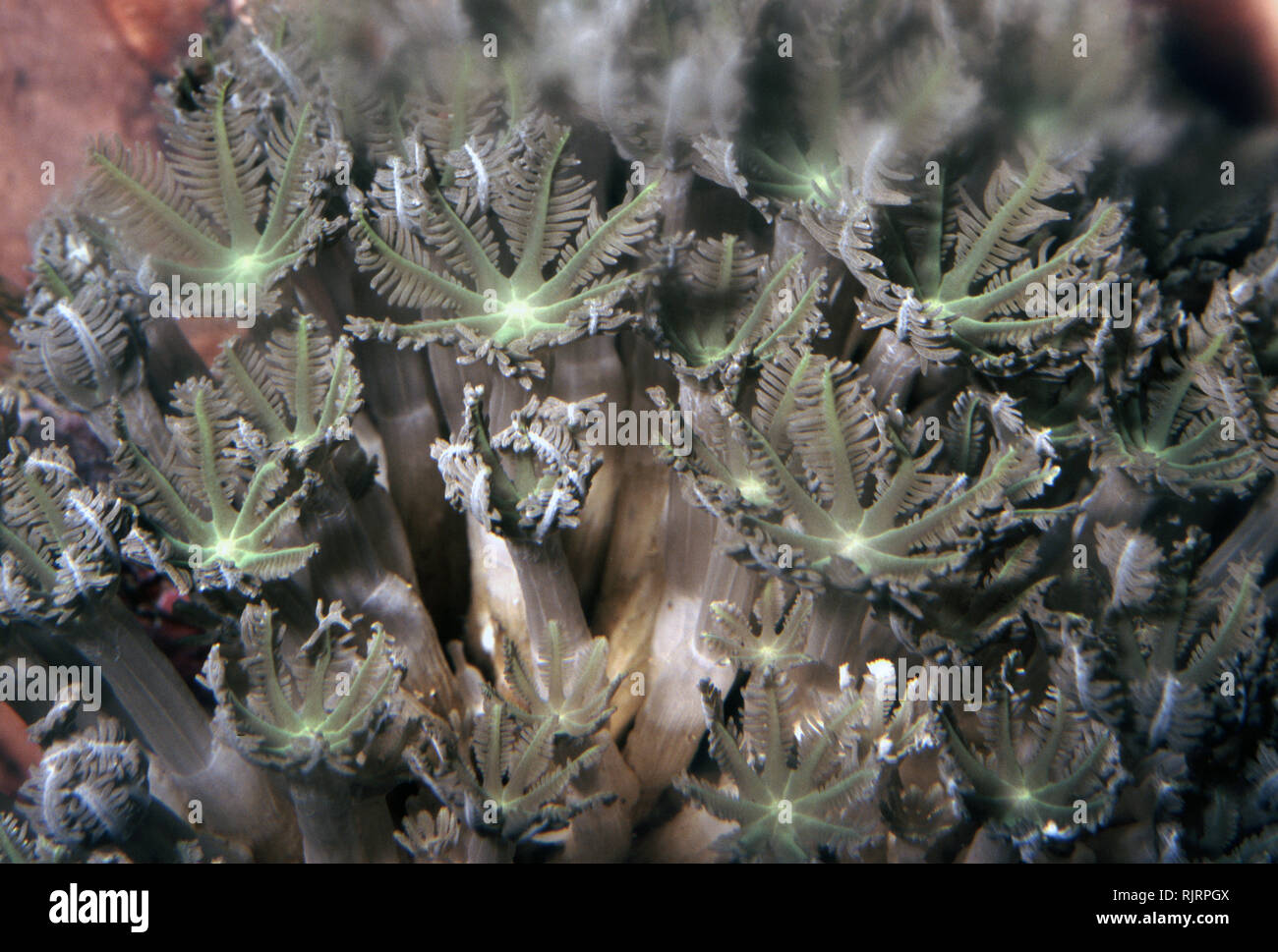 Star polyps (Pachyclavularia violacea Stock Photo - Alamy