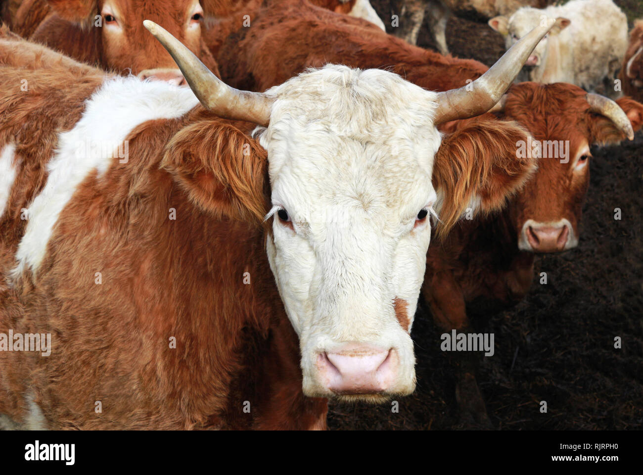 horned simmental cow looking to camera, standing among other cattle ...