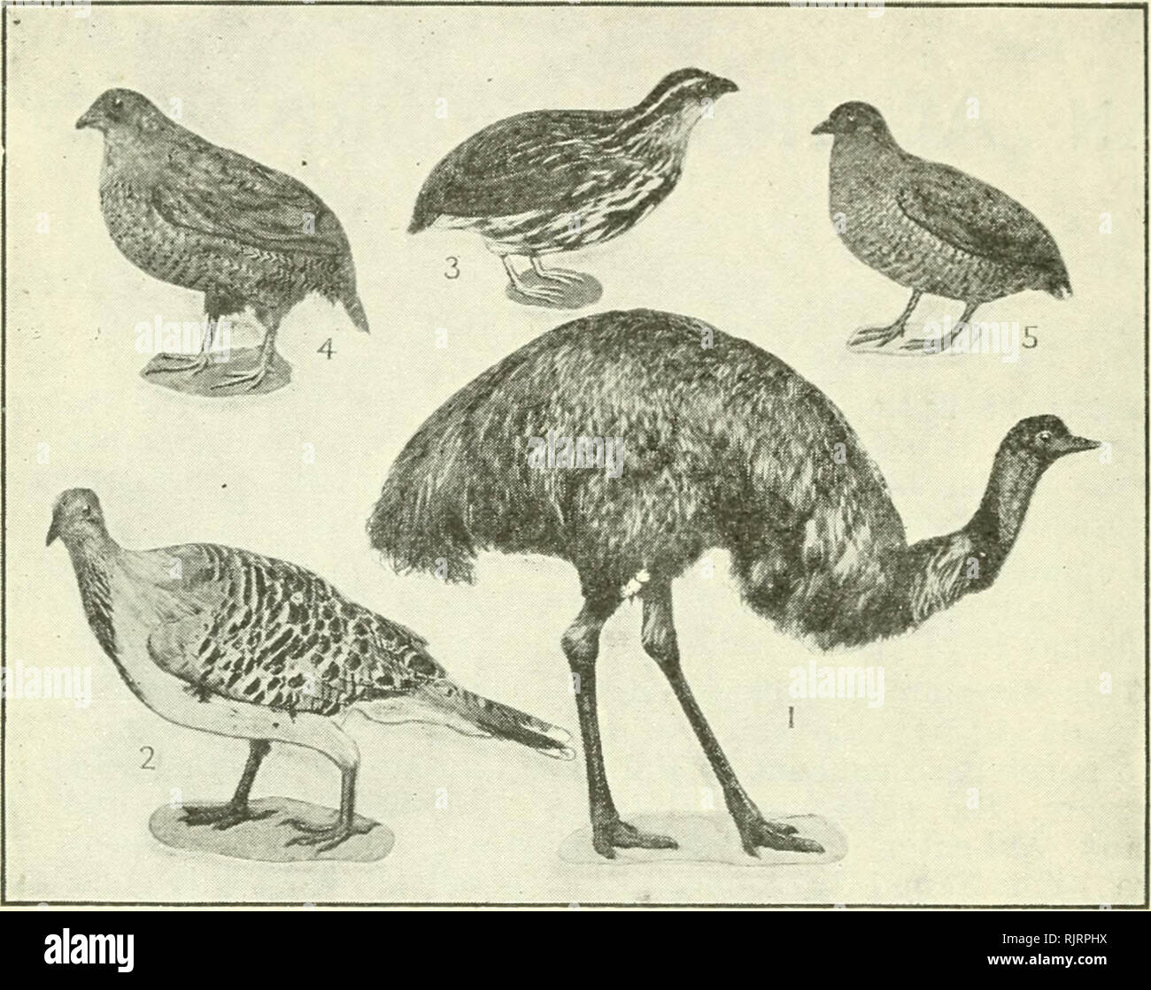 Rhea sp hi-res stock photography and images - Alamy