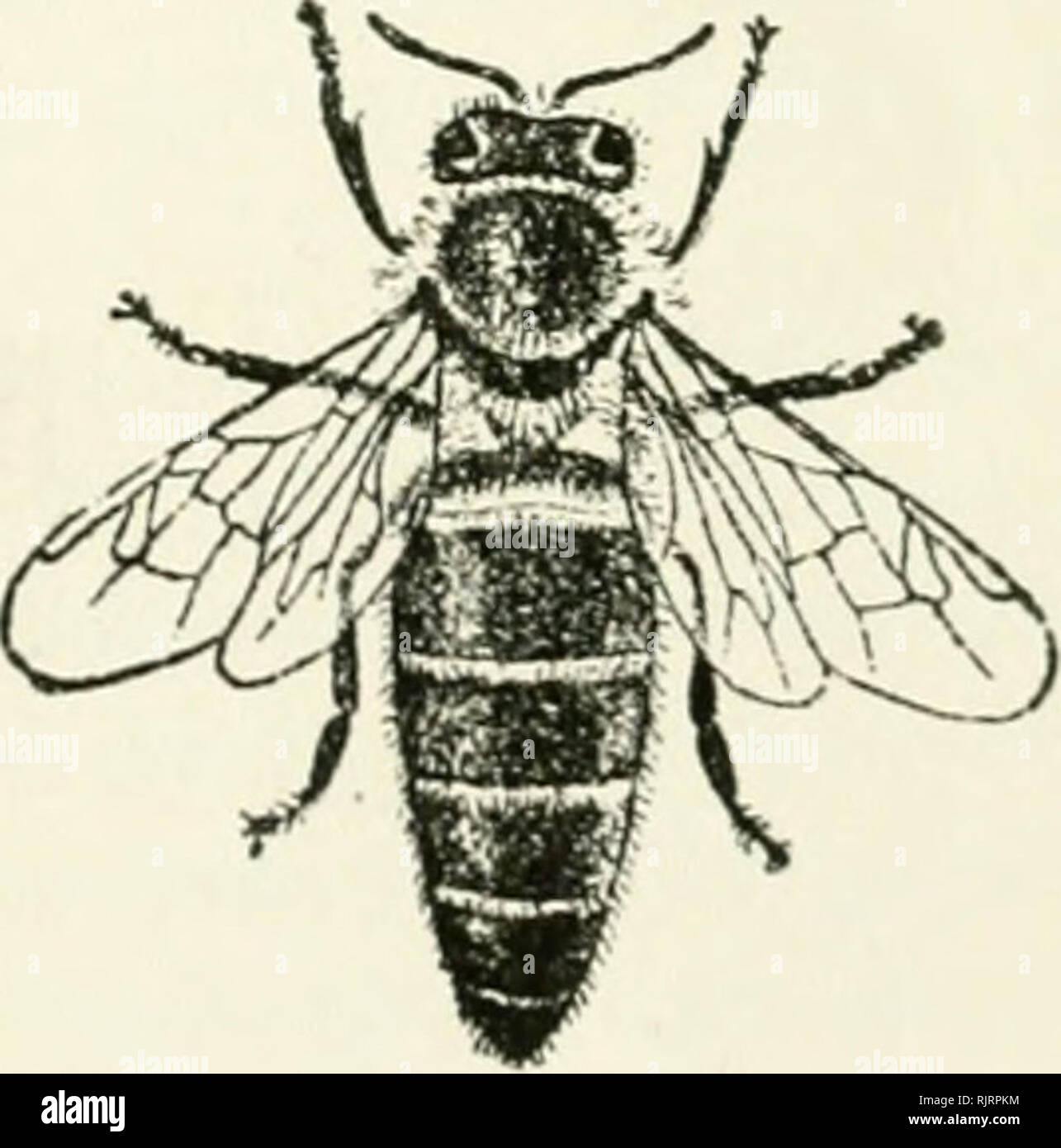 S giant bee hi-res stock photography and images - Alamy