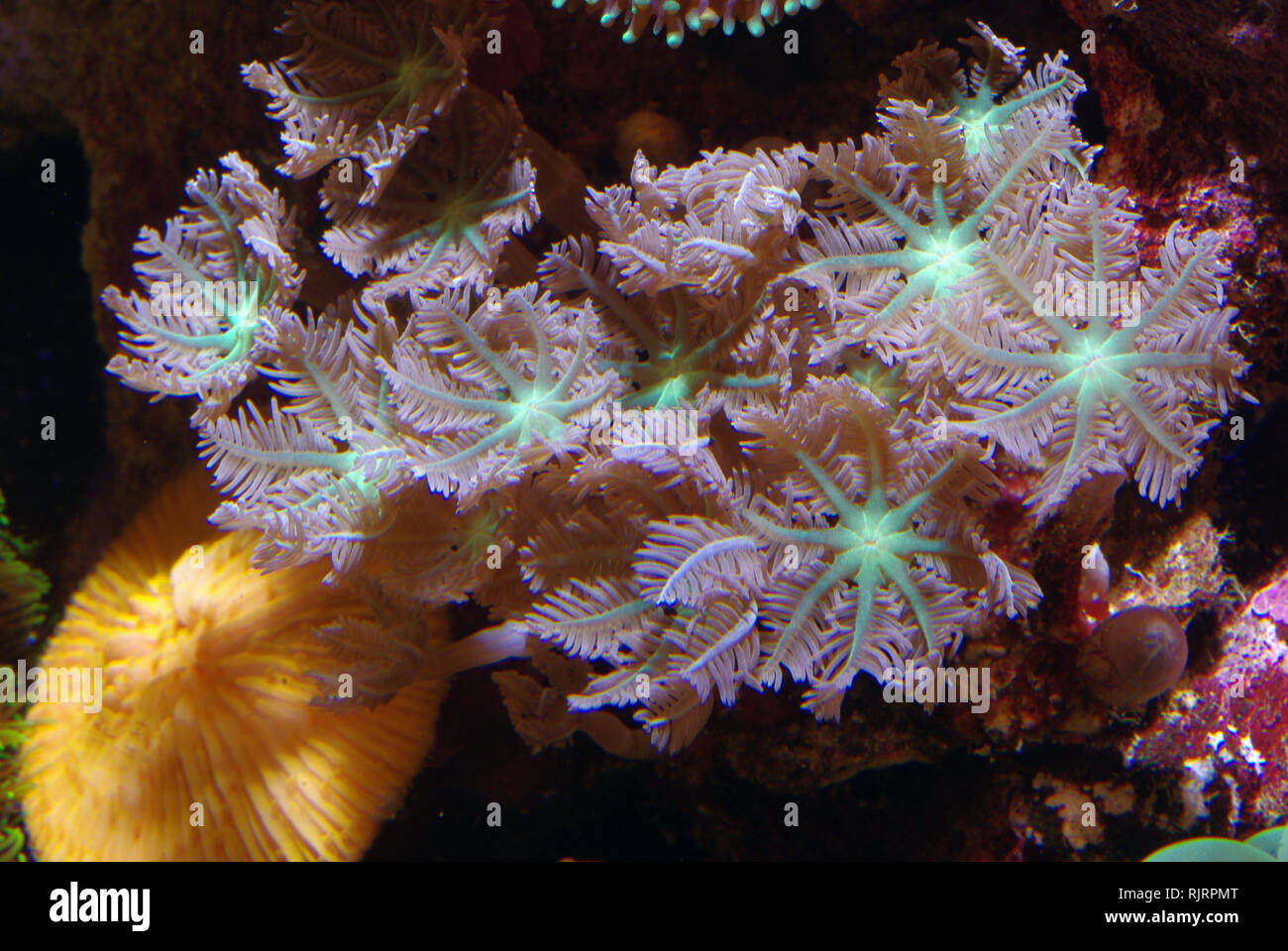 Glove polyps (Clavularia sp. "bicolor Stock Photo - Alamy