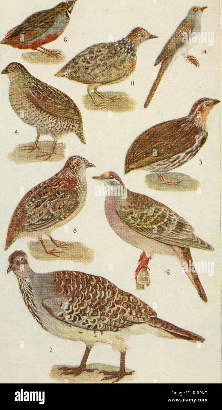 King quail australia hi-res stock photography and images - Alamy