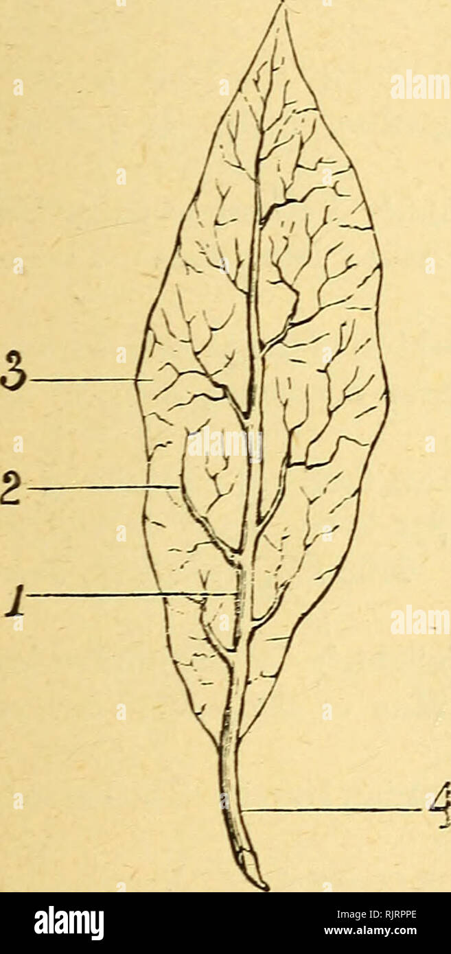 . Australian botany, specially designed for the use of schools. Botany ...