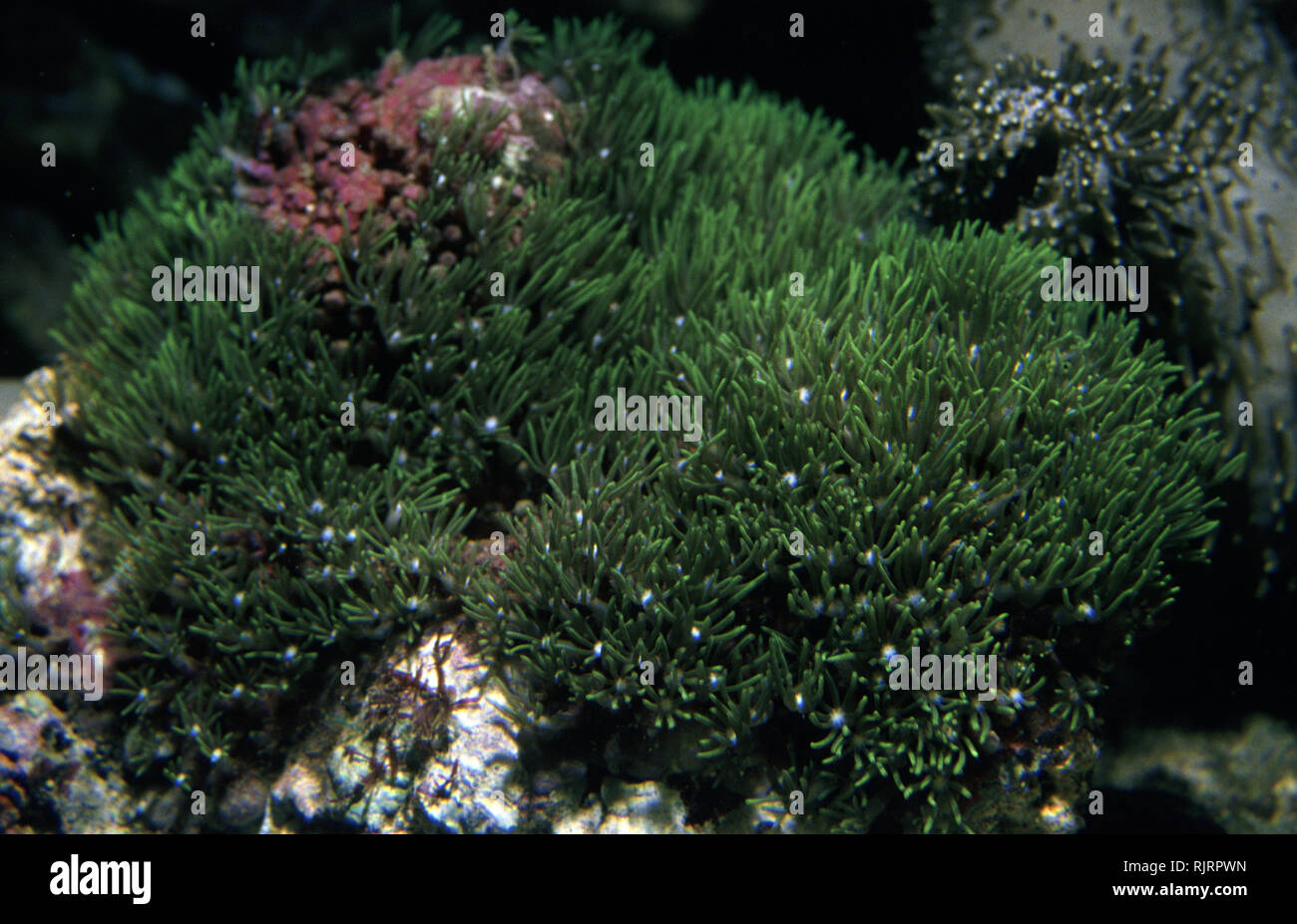 Star polyps (Pachyclavularia violacea Stock Photo - Alamy