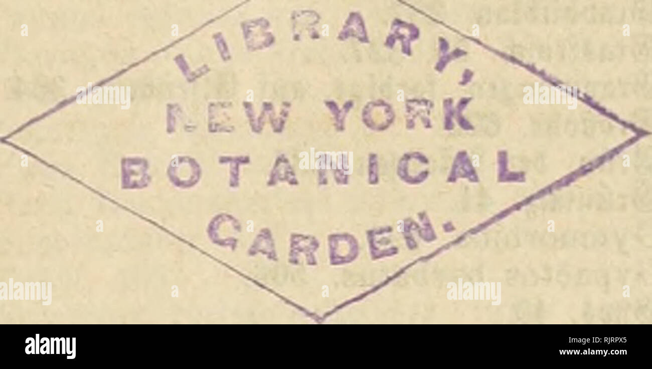 Agaricus olearius hi-res stock photography and images - Alamy