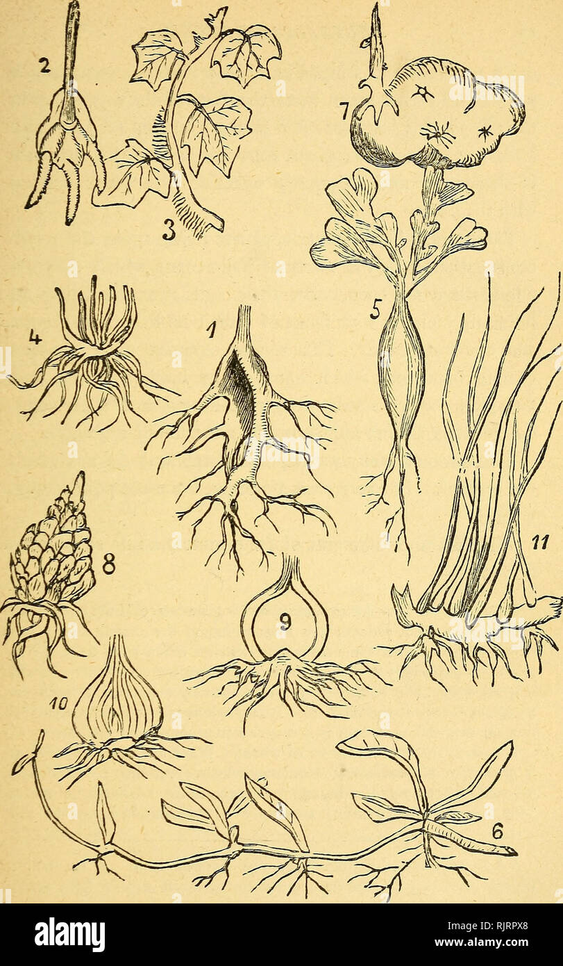 Fusiform tuberous roots hi-res stock photography and images - Alamy