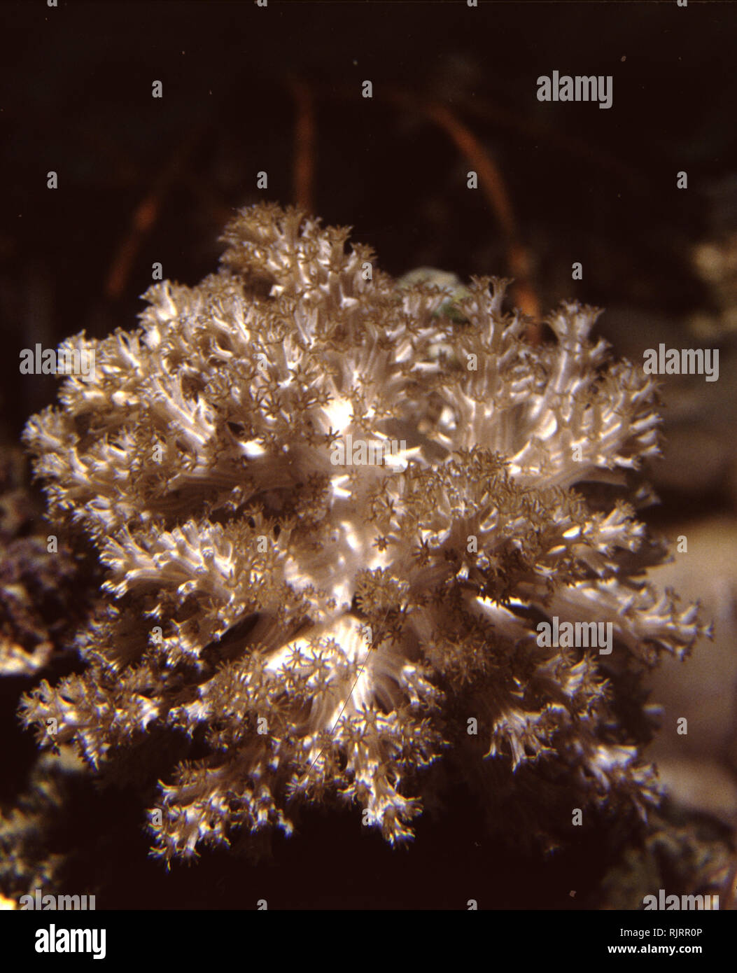 Capnella hi-res stock photography and images - Alamy