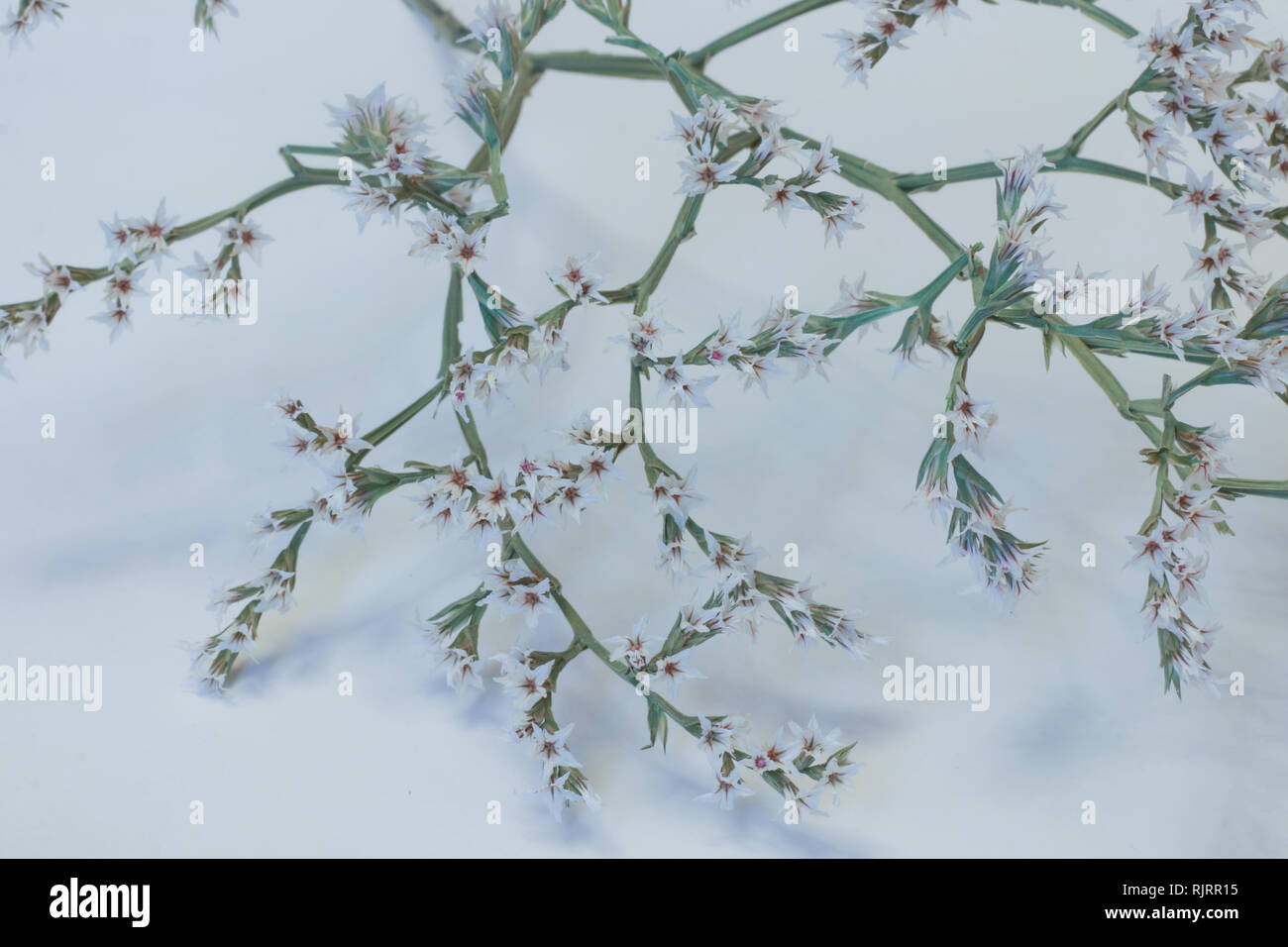 Fresh bloom aesthetic hi-res stock photography and images - Alamy