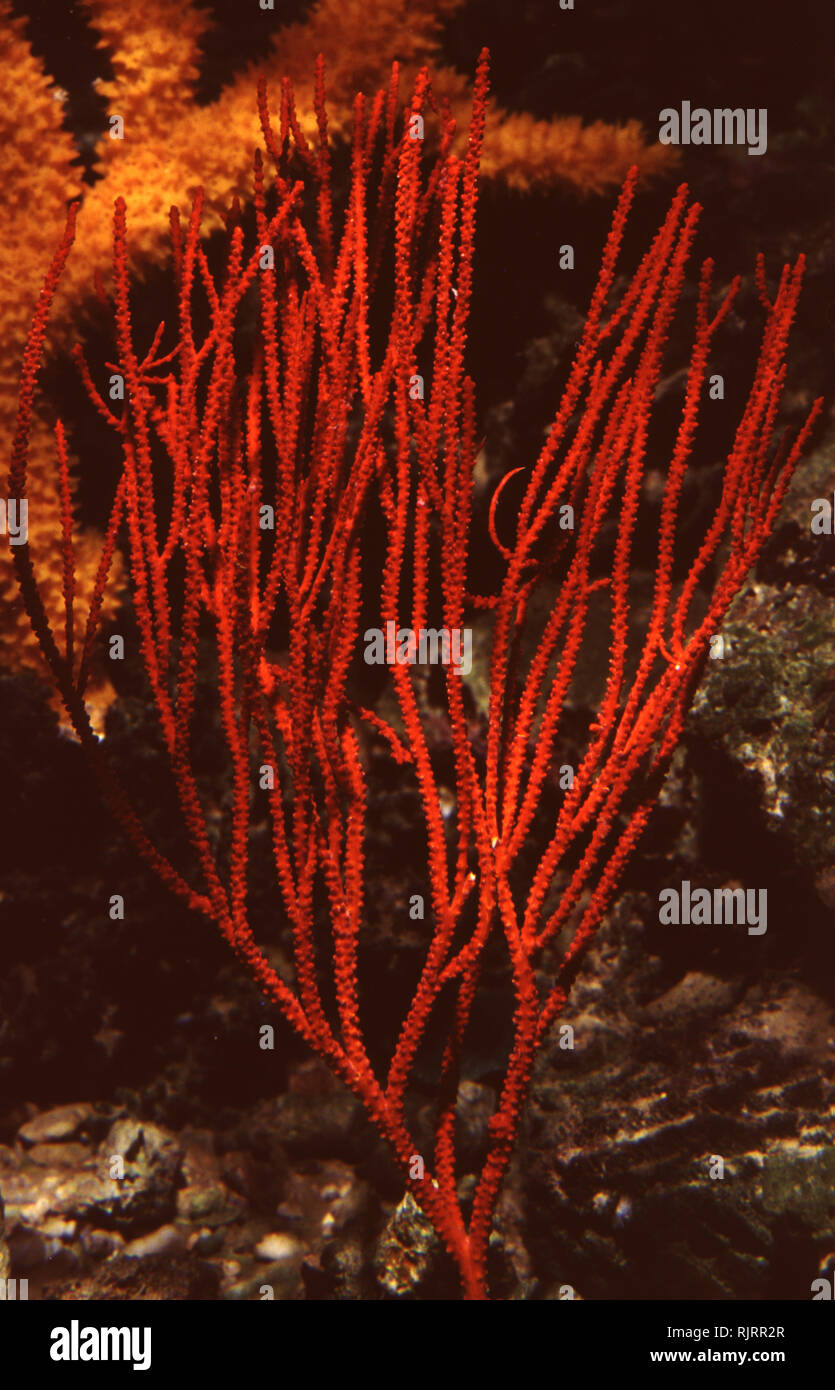 Gorgonian soft coral gorgonacea hi-res stock photography and images - Alamy