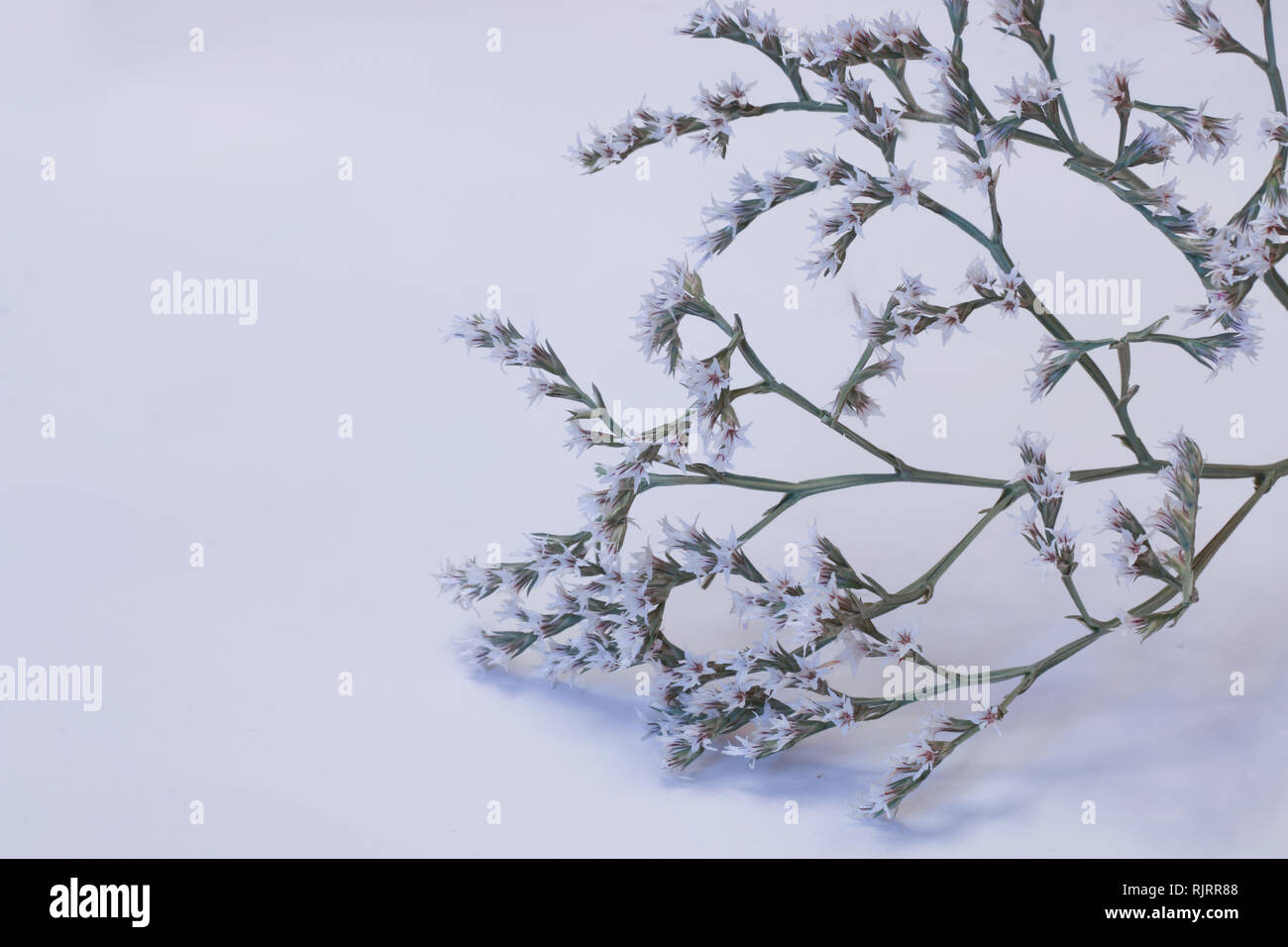 Small tree in bloom Stock Photo - Alamy
