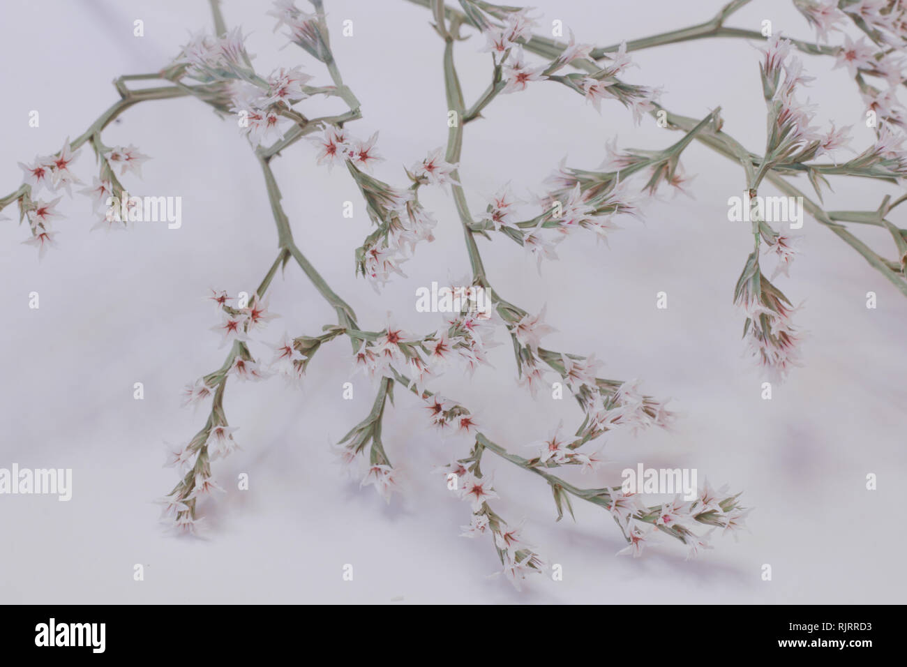 Small tree in bloom Stock Photo - Alamy