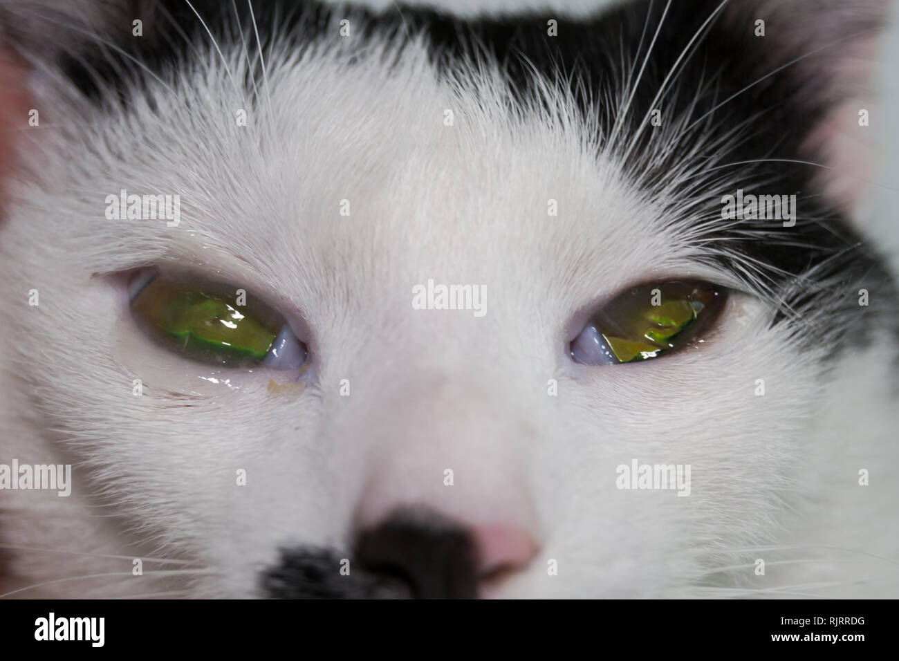 protect the cornea during anesthesia with an ointment Stock Photo - Alamy