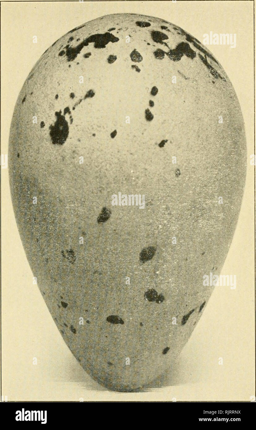 Egg great auk hi-res stock photography and images - Alamy