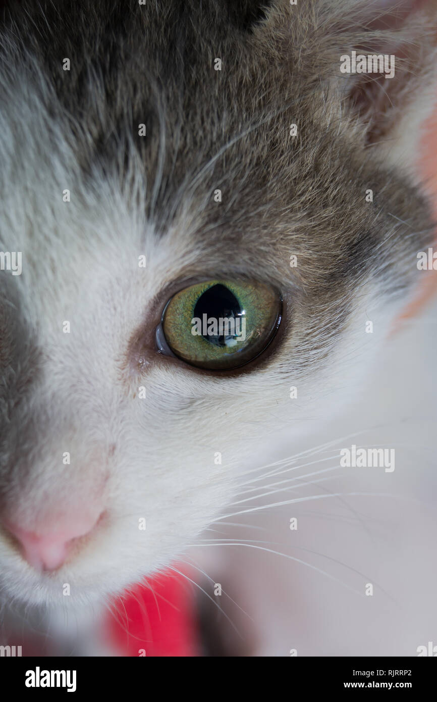 Close up half of face of a kitten. Vector illustration Stock Photo - Alamy