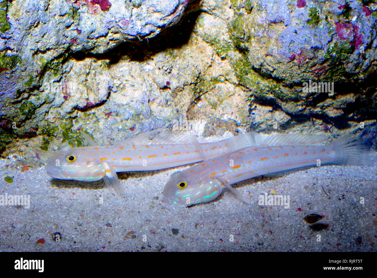 Maiden goby (Valenciennea puellaris Stock Photo - Alamy