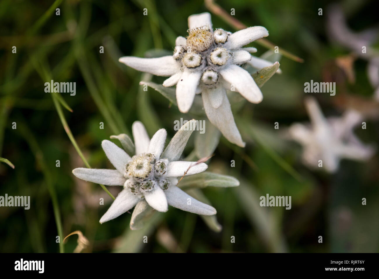 Alpen edelweiss hi-res stock photography and images - Alamy
