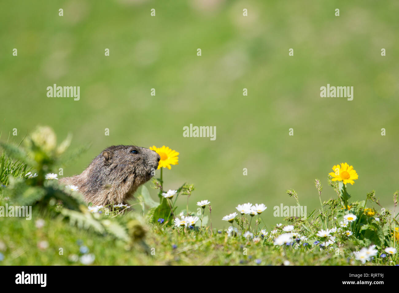Side view of marmot on green meadow Stock Photo - Alamy