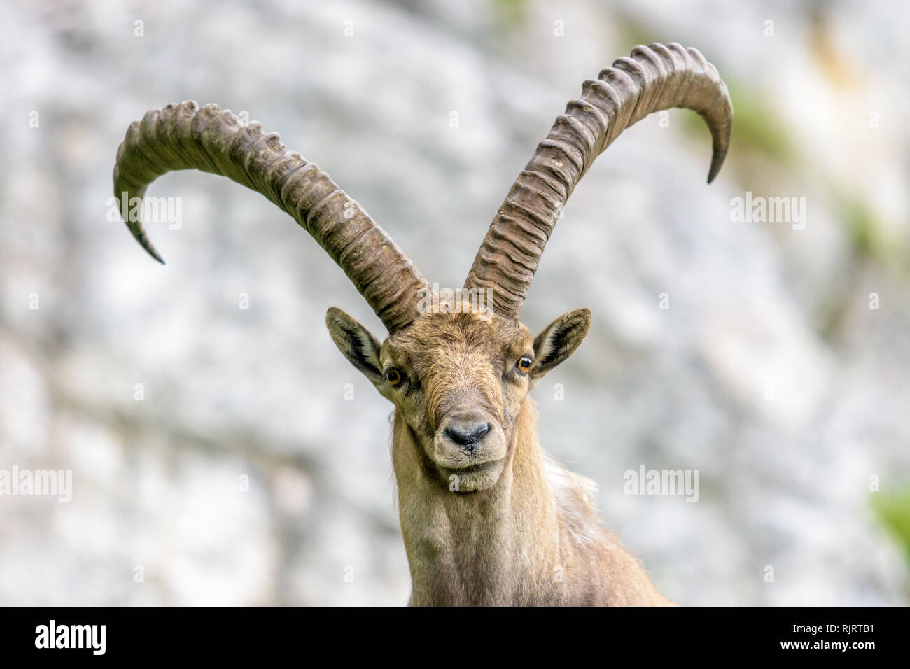 Alpine ibex in front of rock face Stock Photo - Alamy