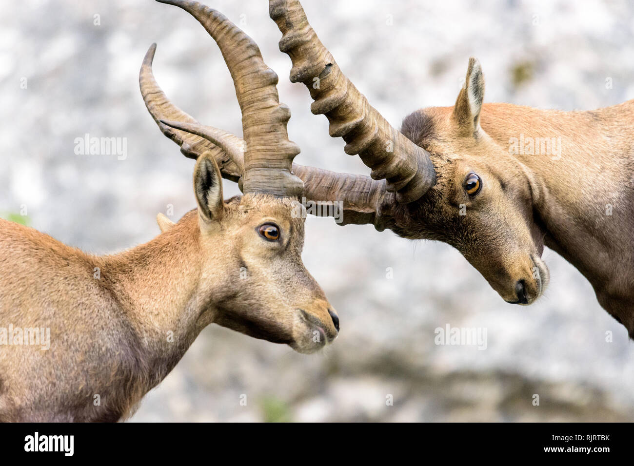 Ibex Fighting