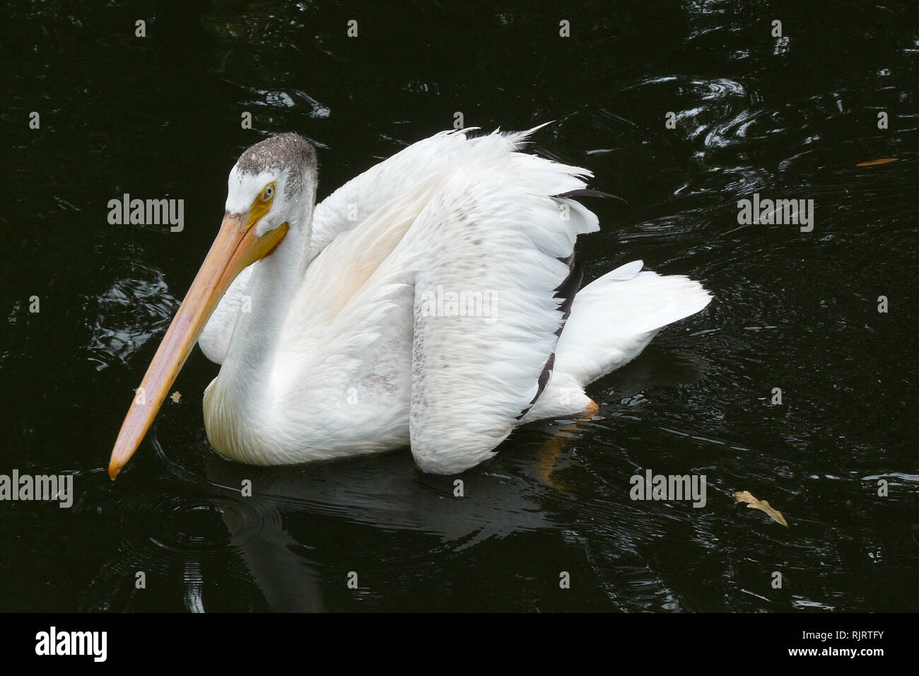 Pelican floating on water Stock Photo - Alamy