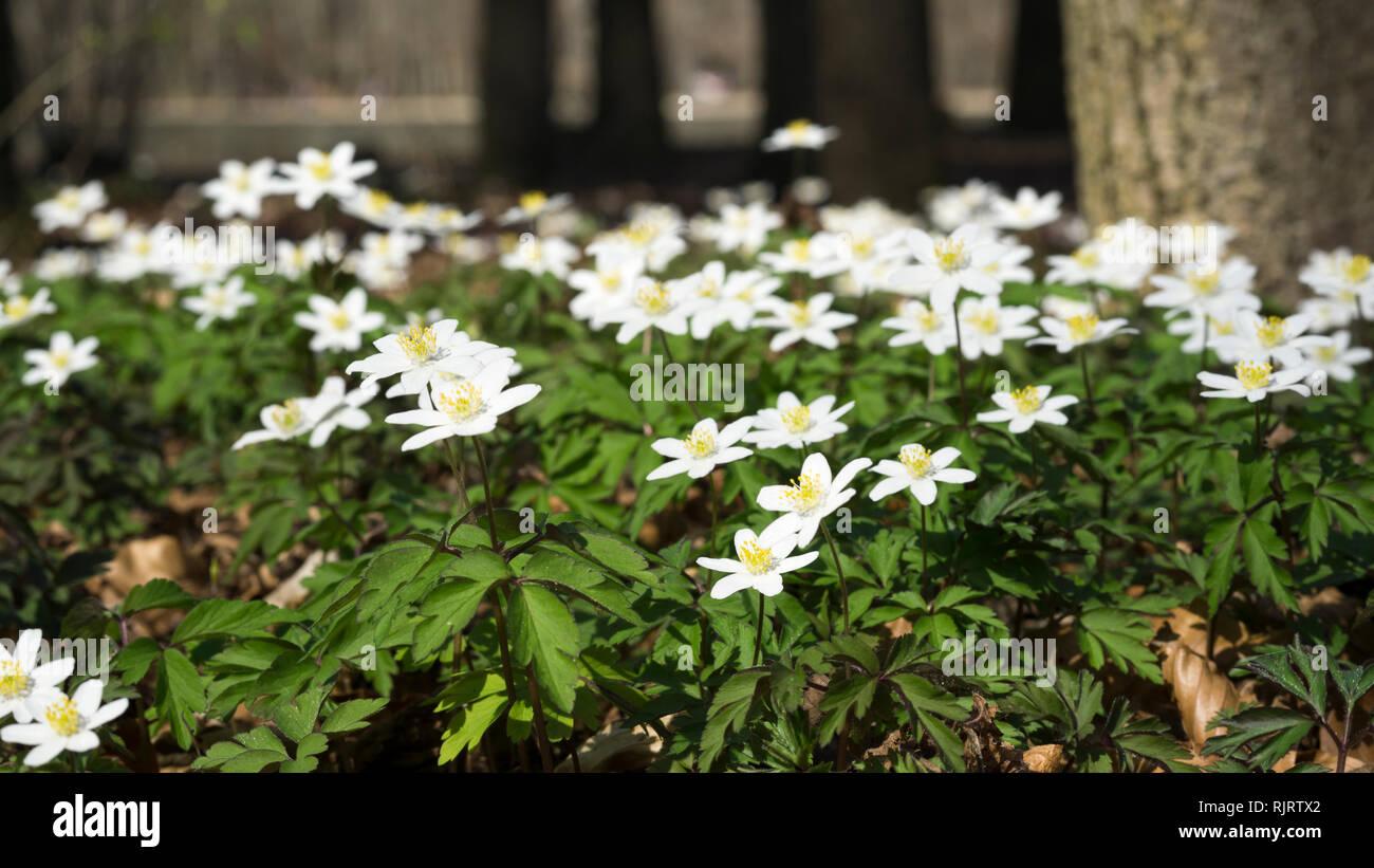 White windflowers hi-res stock photography and images - Alamy