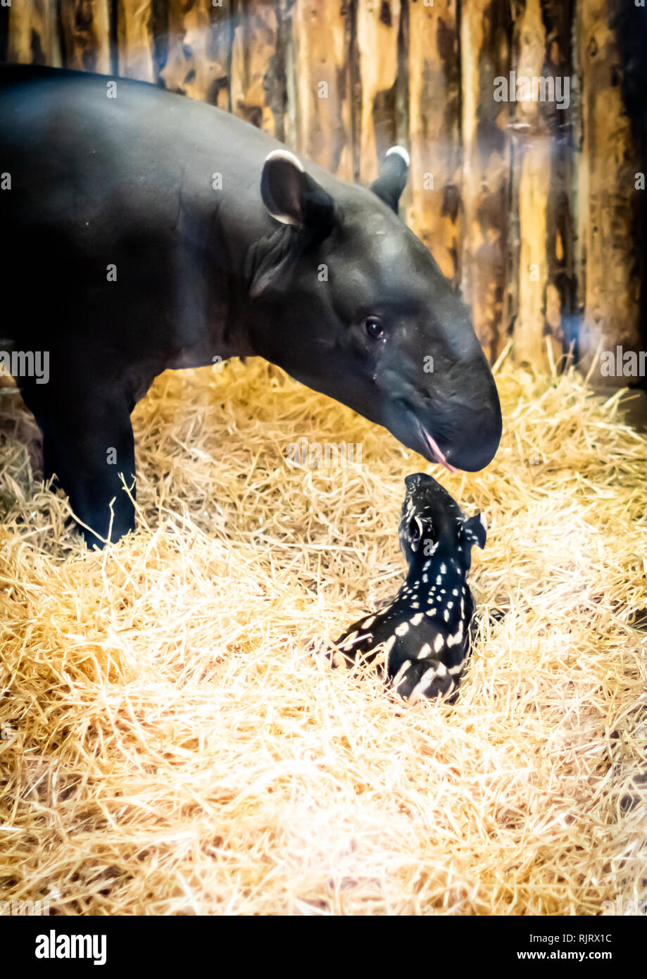 Malayan tapir wild hi-res stock photography and images - Alamy
