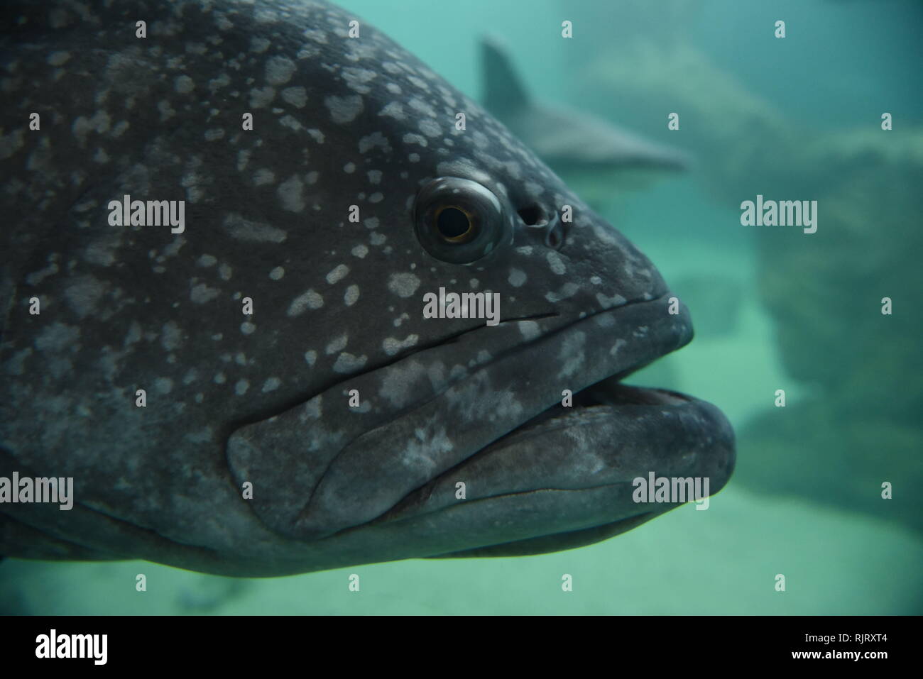 Madrid, Madrid, Spain. 7th Feb, 2019. A specimen of Giant grouper is ...