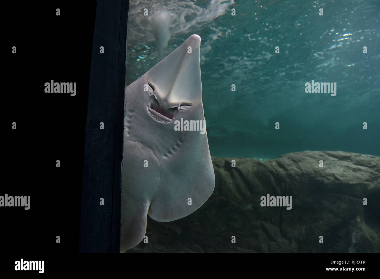 Madrid, Madrid, Spain. 7th Feb, 2019. A specimen of Common guitarfish ...