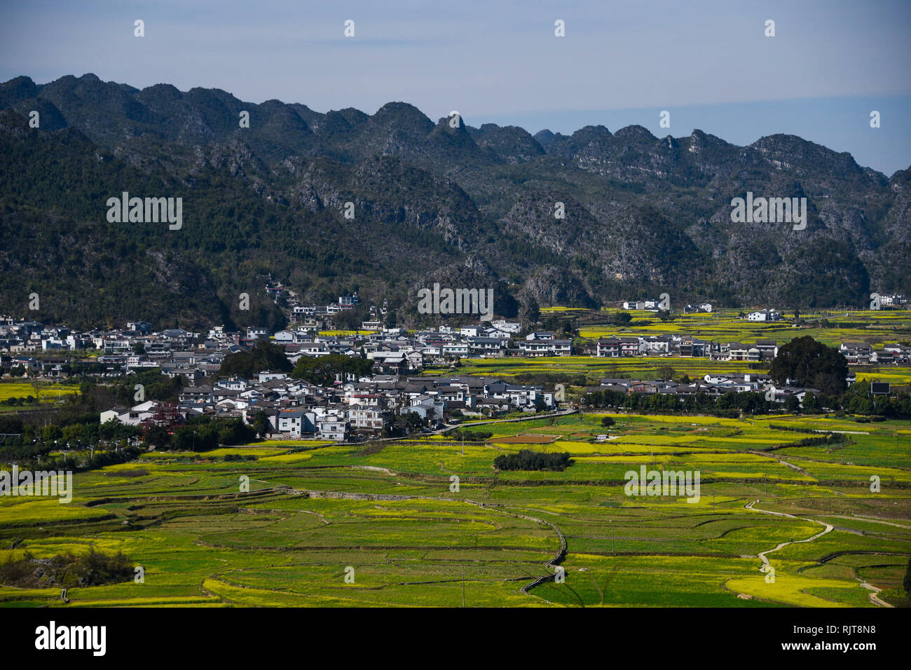 Xingyi, Xingyi, China. 8th Feb, 2019. Xingyi, CHINA-Blooming canola ...