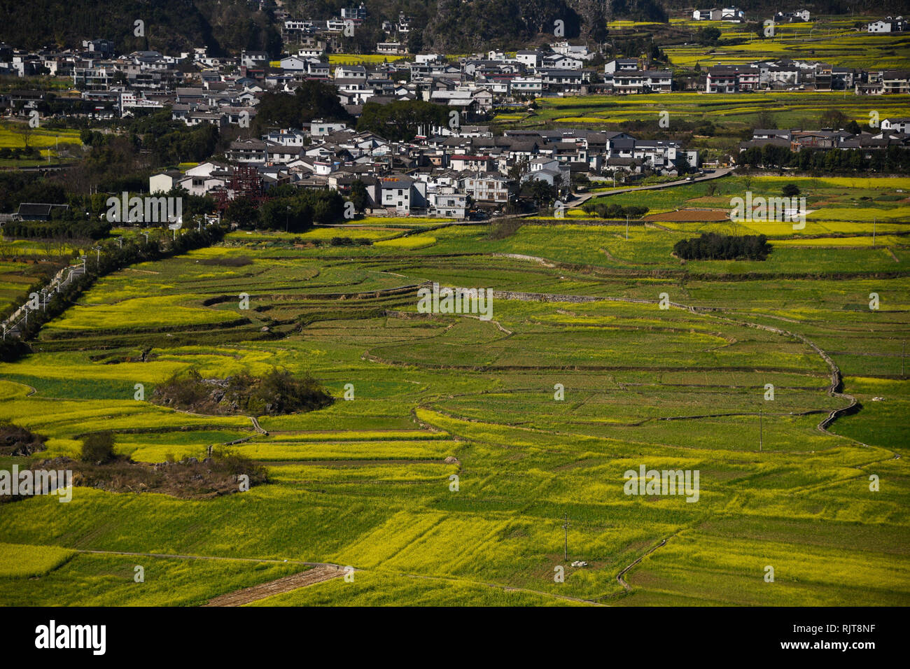 Xingyi, Xingyi, China. 8th Feb, 2019. Xingyi, CHINA-Blooming canola ...