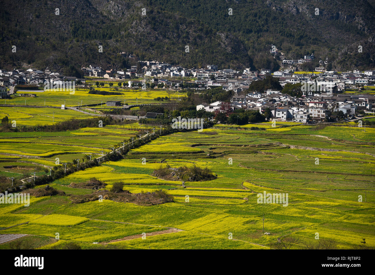 Xingyi, Xingyi, China. 8th Feb, 2019. Xingyi, CHINA-Blooming canola ...